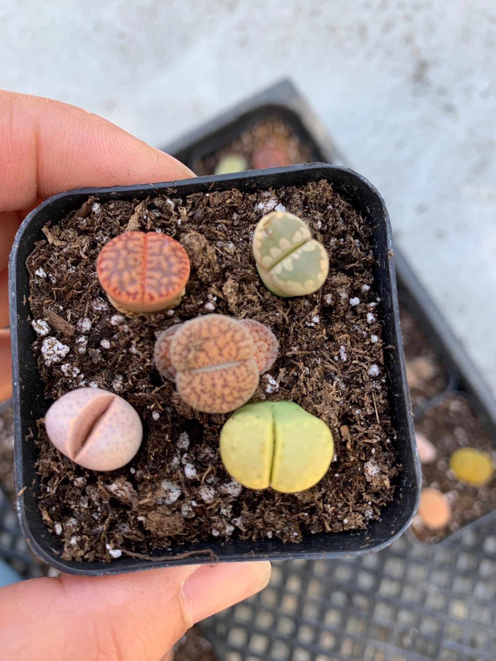 Imported Lithops- Living Stone Succulent Plant - Etsy