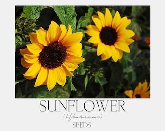 Magic Roundabout Sunflower Plant helianthus Annuus Seeds - Etsy
