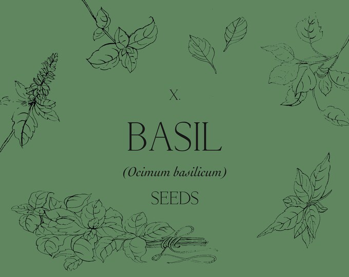 Genovese Basil Ocimum Basilicum Heirloom Non GMO Seeds - Etsy