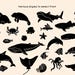 Ocean Animals Clipart Bundle, Handrawn Sea Creature SVG Files, PNG ...