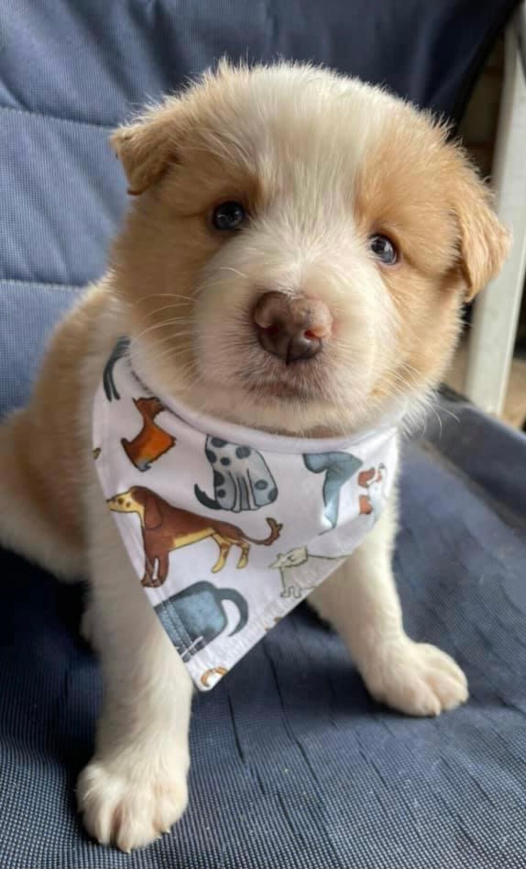 Pet Neckerchief - Etsy Australia
