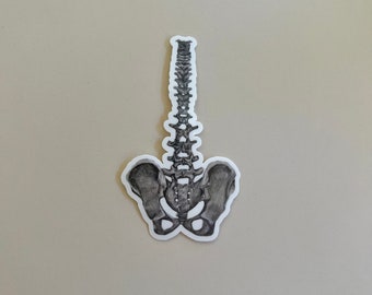 Spine Anatomy Sticker - Etsy