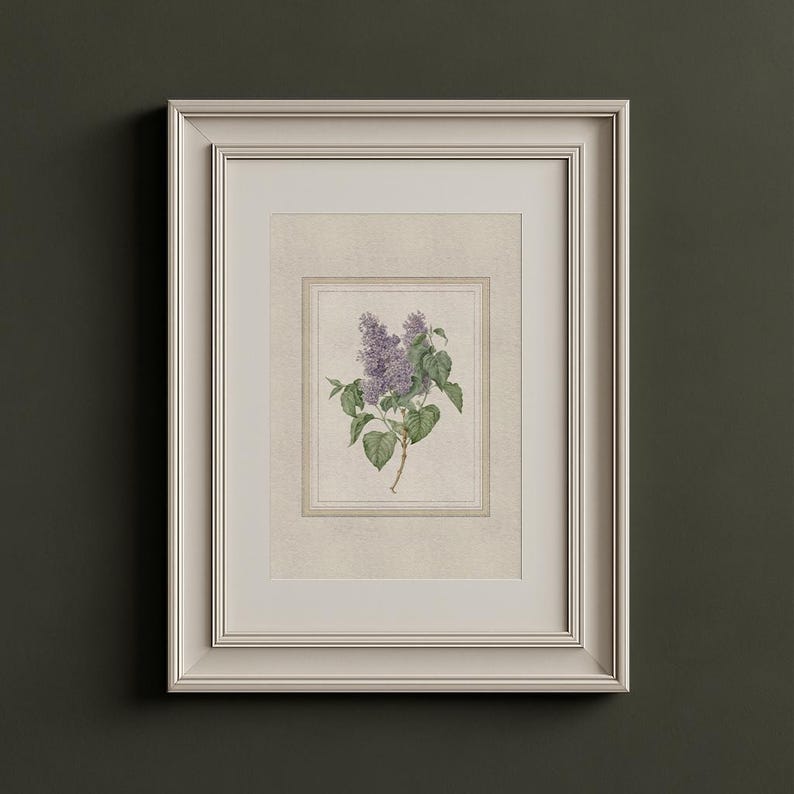 Lilac Botanical Illustration | Classic European Vintage Wall Art ...
