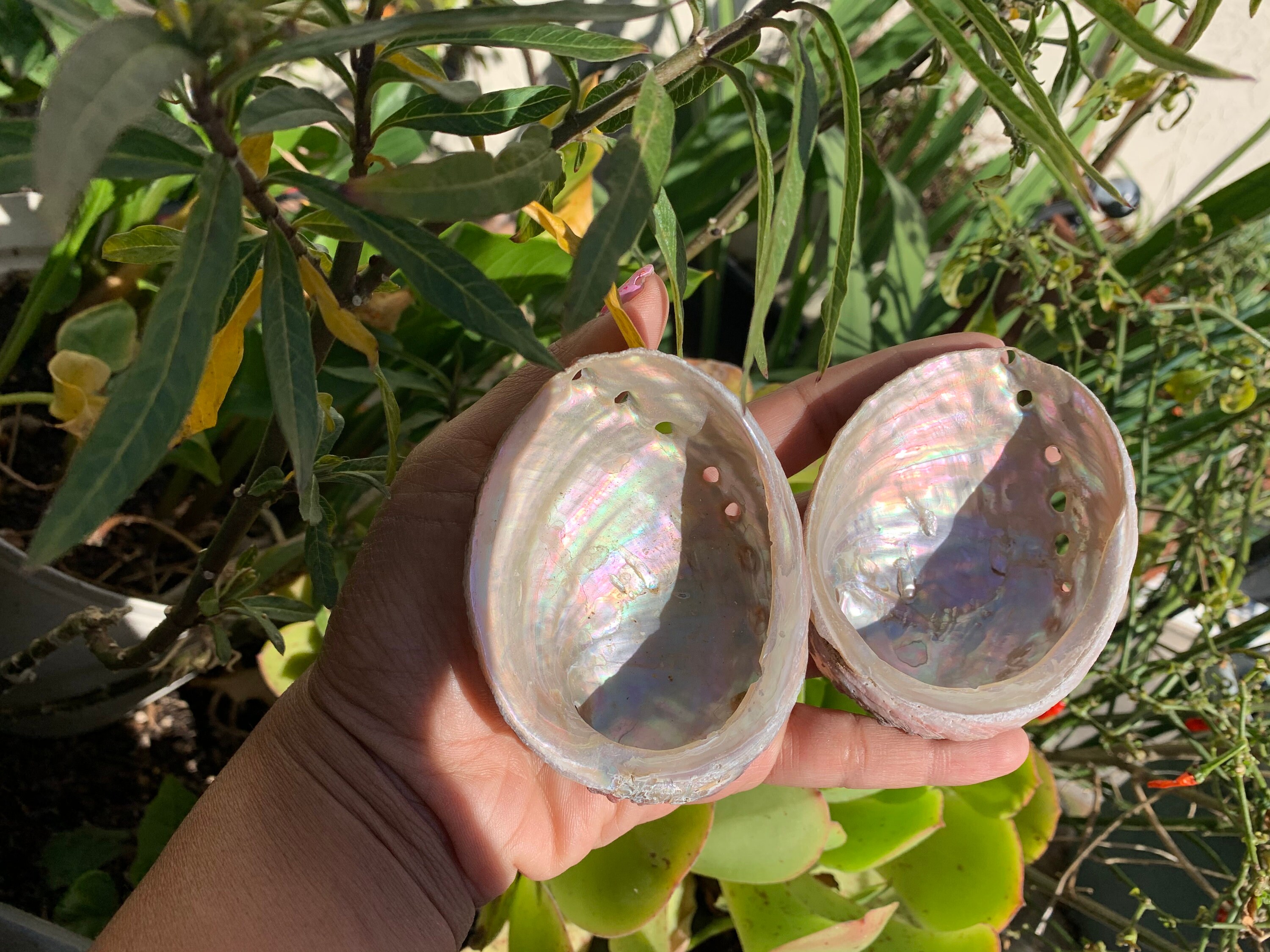 Abalone Shells Shell Smudging Bowls Sea Shell Bowls | Etsy