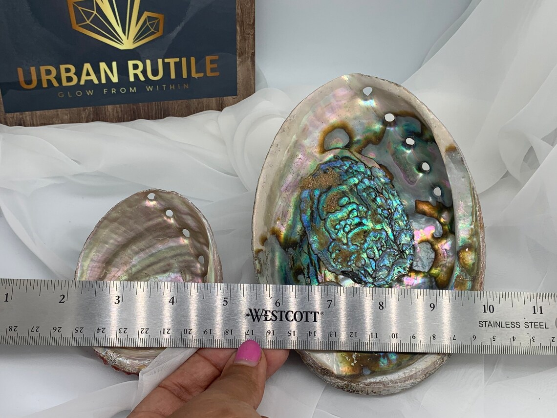 Abalone Shells Shell Smudging Bowls Sea Shell Bowls - Etsy