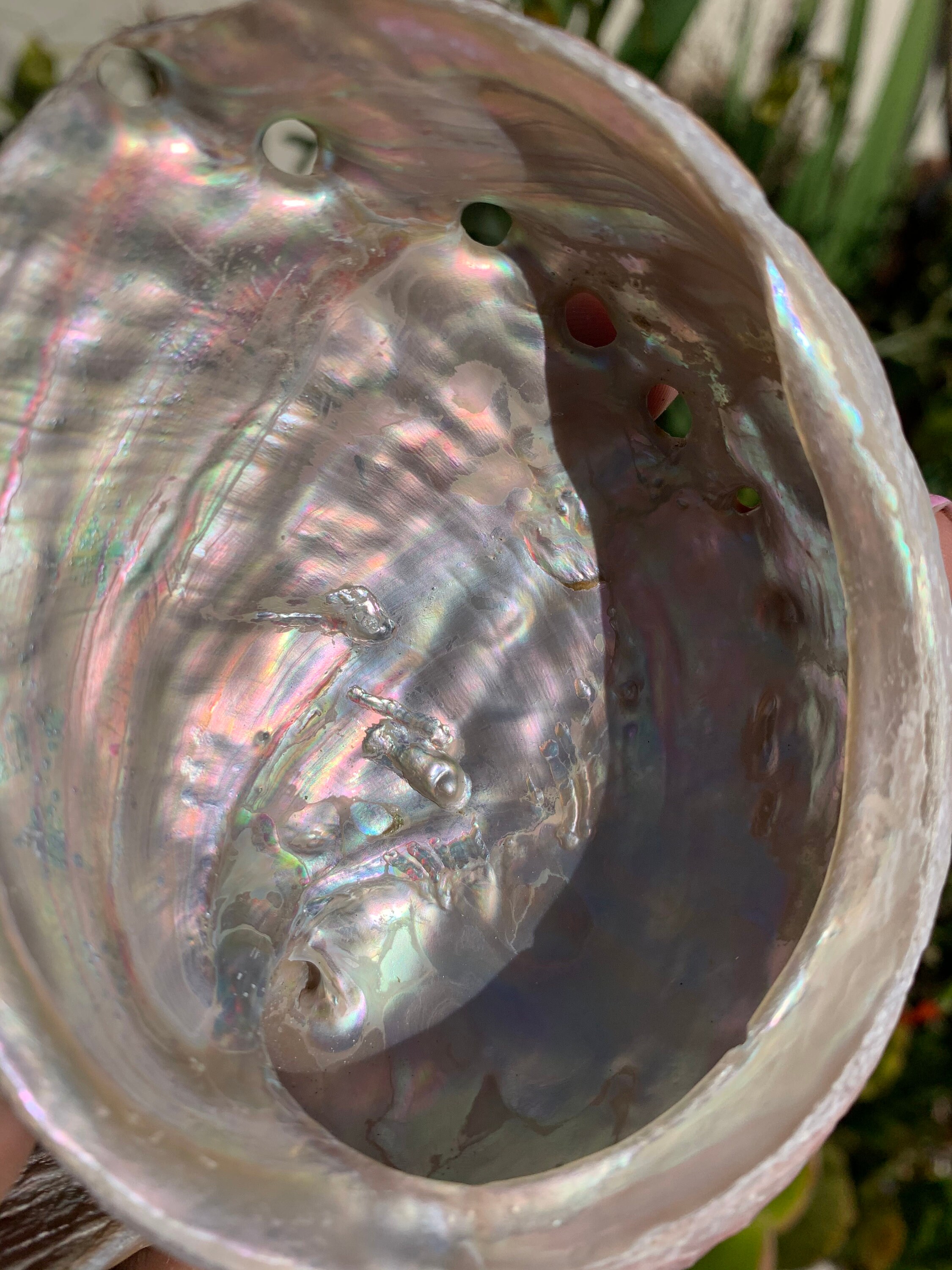 Abalone Shells Shell Smudging Bowls Sea Shell Bowls | Etsy
