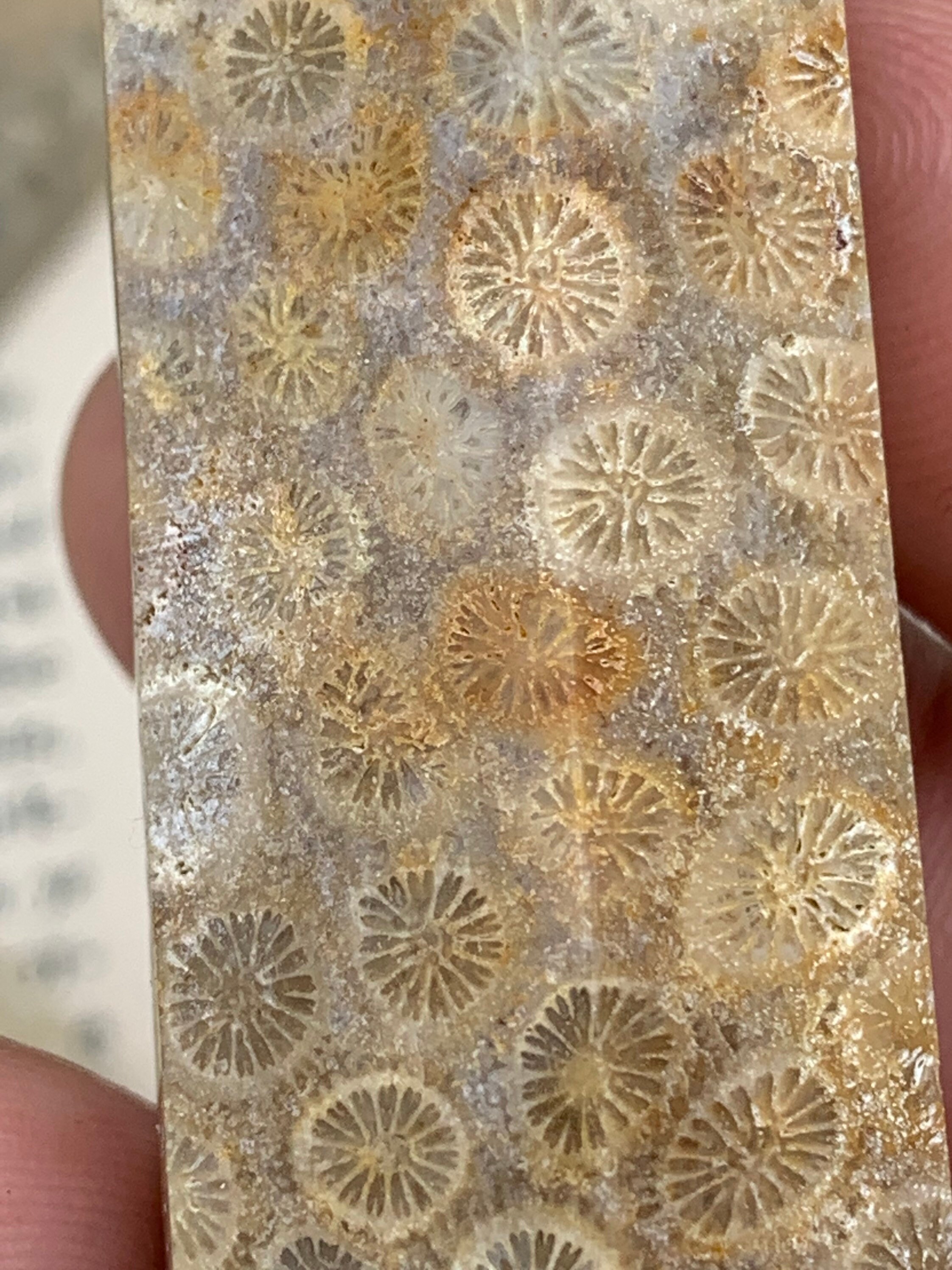 Coral Jasper • Coral Jasper Towers • Fossils • Fossil Jasper • Fossil ...