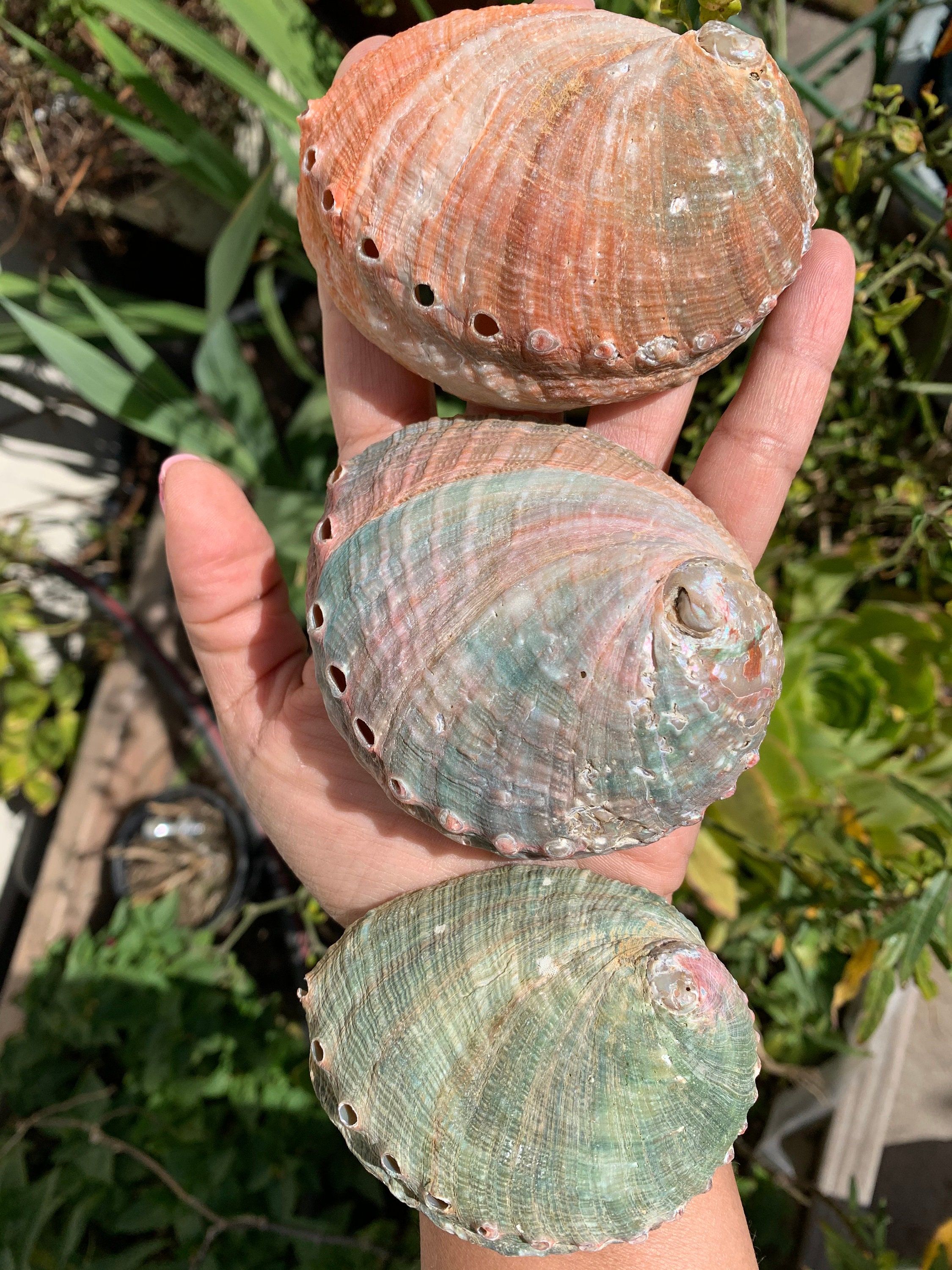 Abalone Shells Shell Smudging Bowls Sea Shell Bowls | Etsy