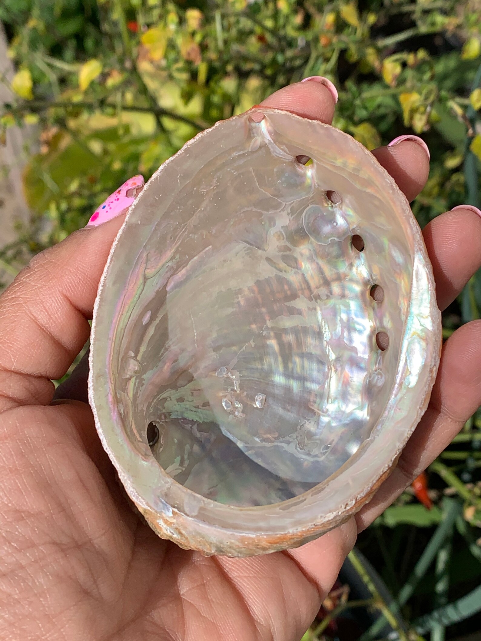 Abalone Shells Shell Smudging Bowls Sea Shell Bowls - Etsy