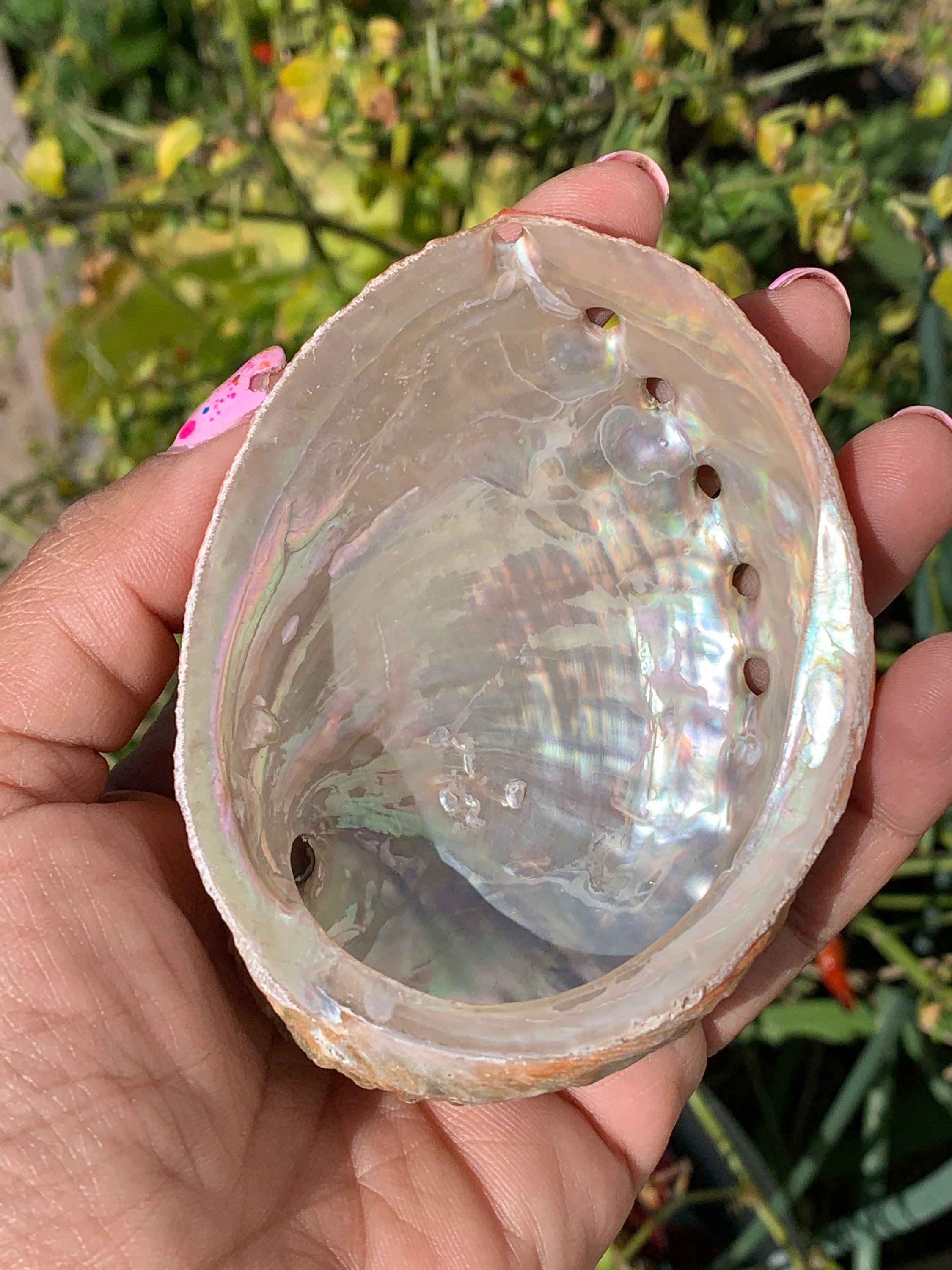 Abalone Shells Shell Smudging Bowls Sea Shell Bowls | Etsy