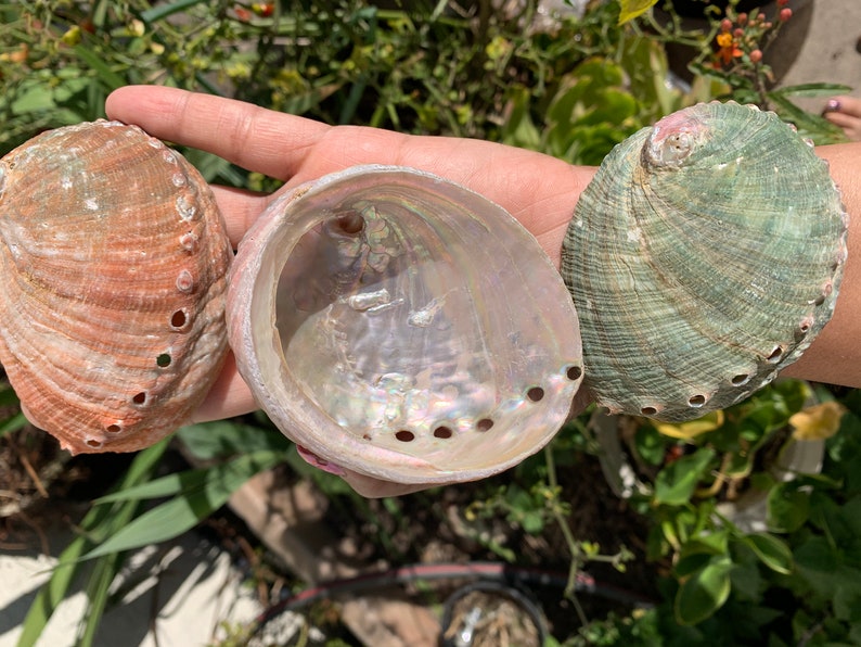 Abalone Shells Shell Smudging Bowls Sea Shell Bowls - Etsy