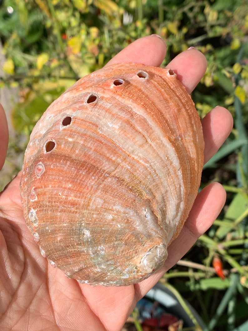 Abalone Shells Shell Smudging Bowls Sea Shell Bowls - Etsy
