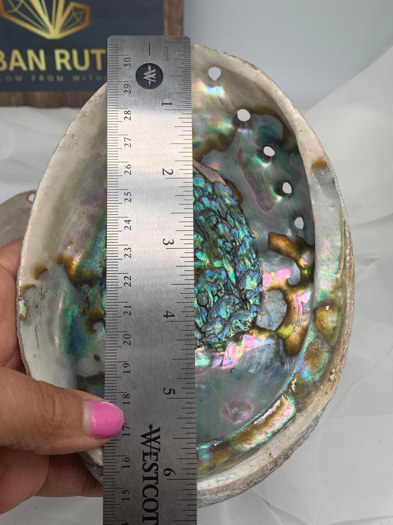 Abalone Shells Shell Smudging Bowls Sea Shell Bowls - Etsy