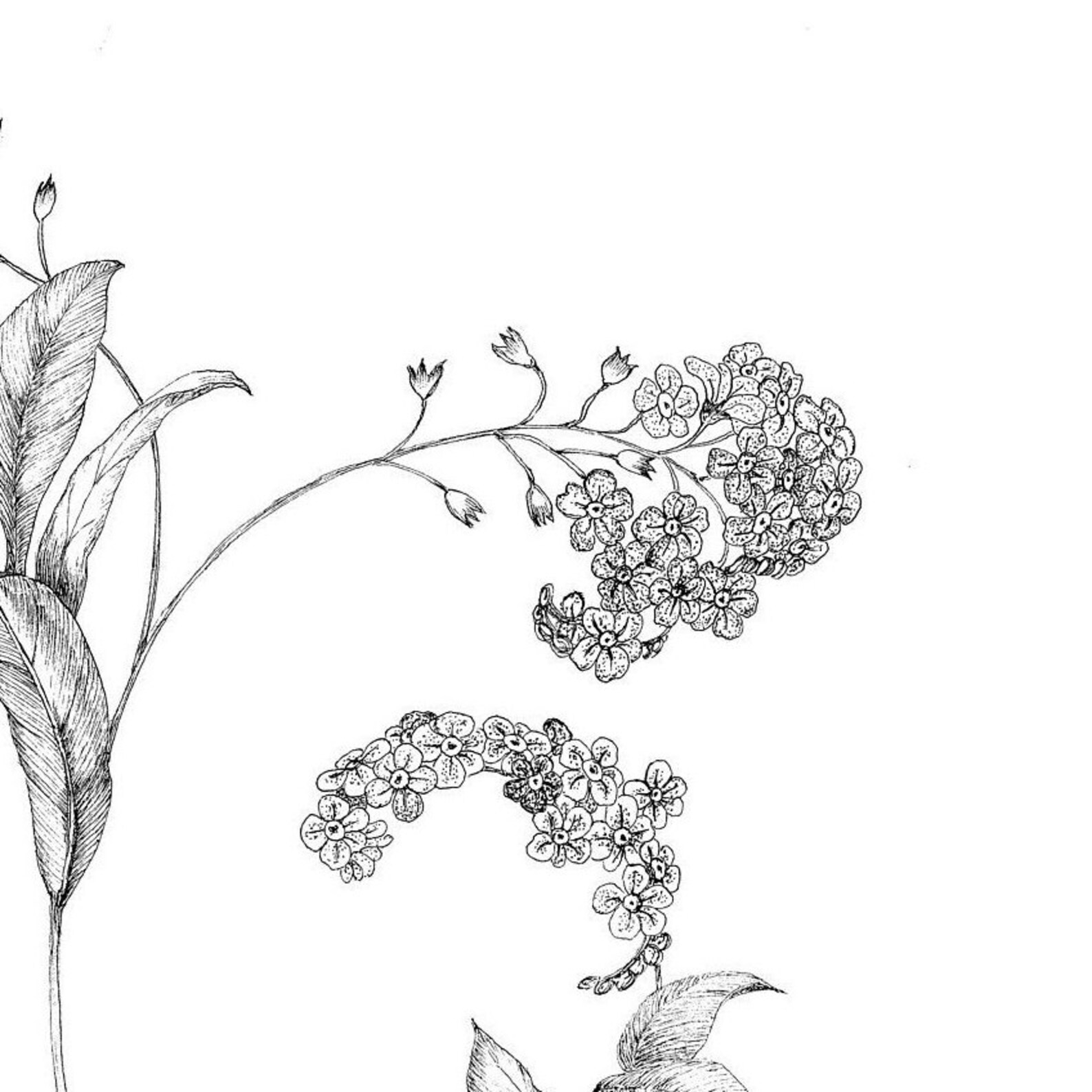 Forget-me-not Digital Poster, Forget-me-not Printable, Digital Print ...