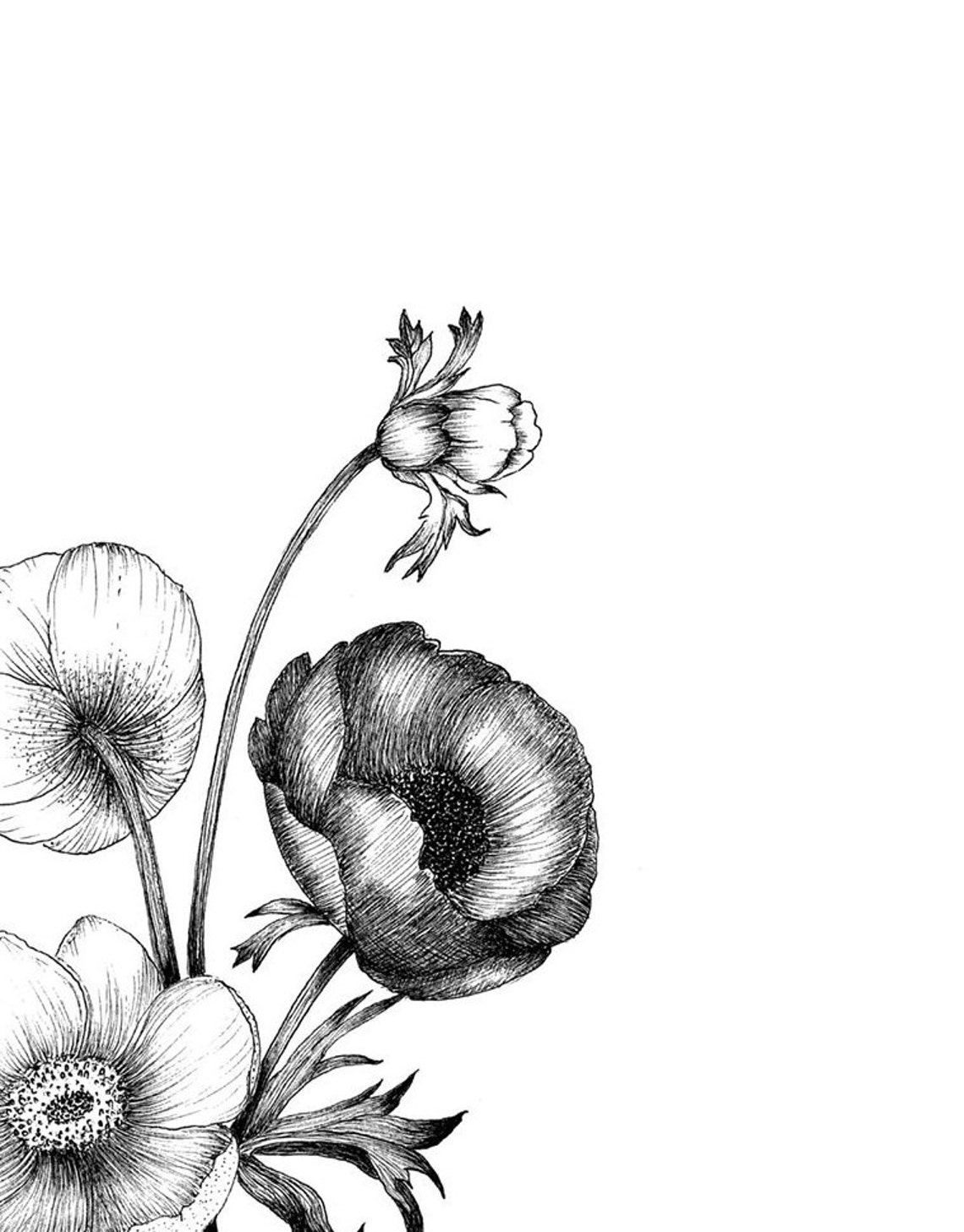 Anemone Flower Print Black and White, Anemone Art Download, Anemone ...