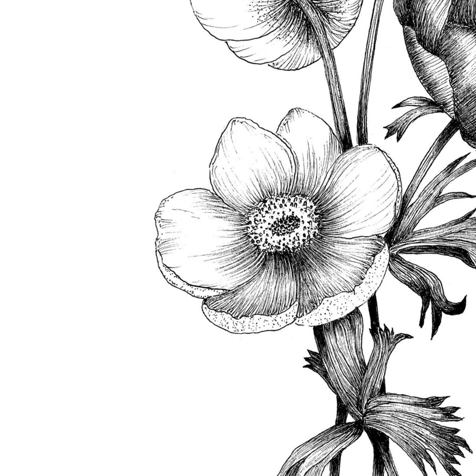 Anemone Flower Print Black and White, Anemone Art Download, Anemone ...