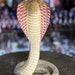 Handmade Egyptian Uraeus Cobra Statue, Wadjet Serpent Goddess - Etsy