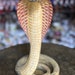 Handmade Egyptian Uraeus Cobra Statue, Wadjet Serpent Goddess - Etsy