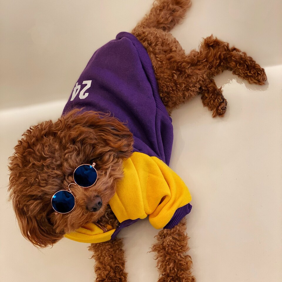 Lakers Dog Hoodie || Keep You and Your Pet Warm sold by Agness | SKU ...