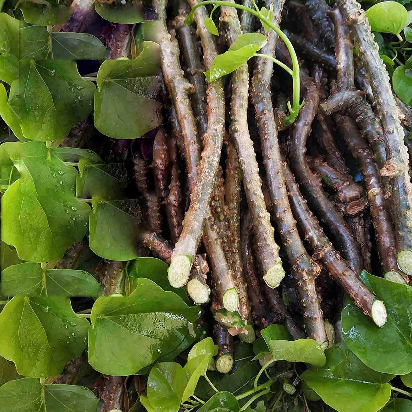 100% Organic Ceylon Dried Tinospora cordifolia Stem Roots & | Etsy
