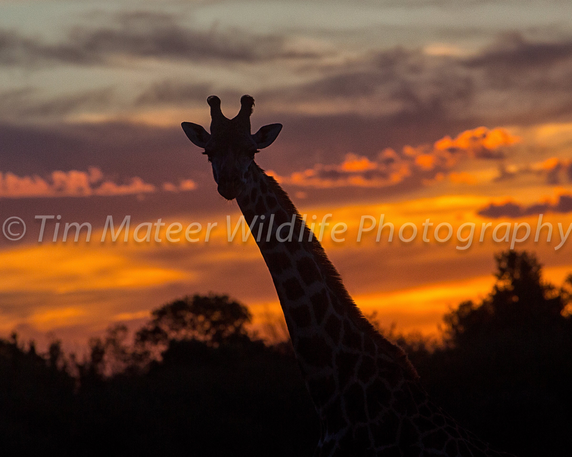 Giraffe at Sunset - Etsy
