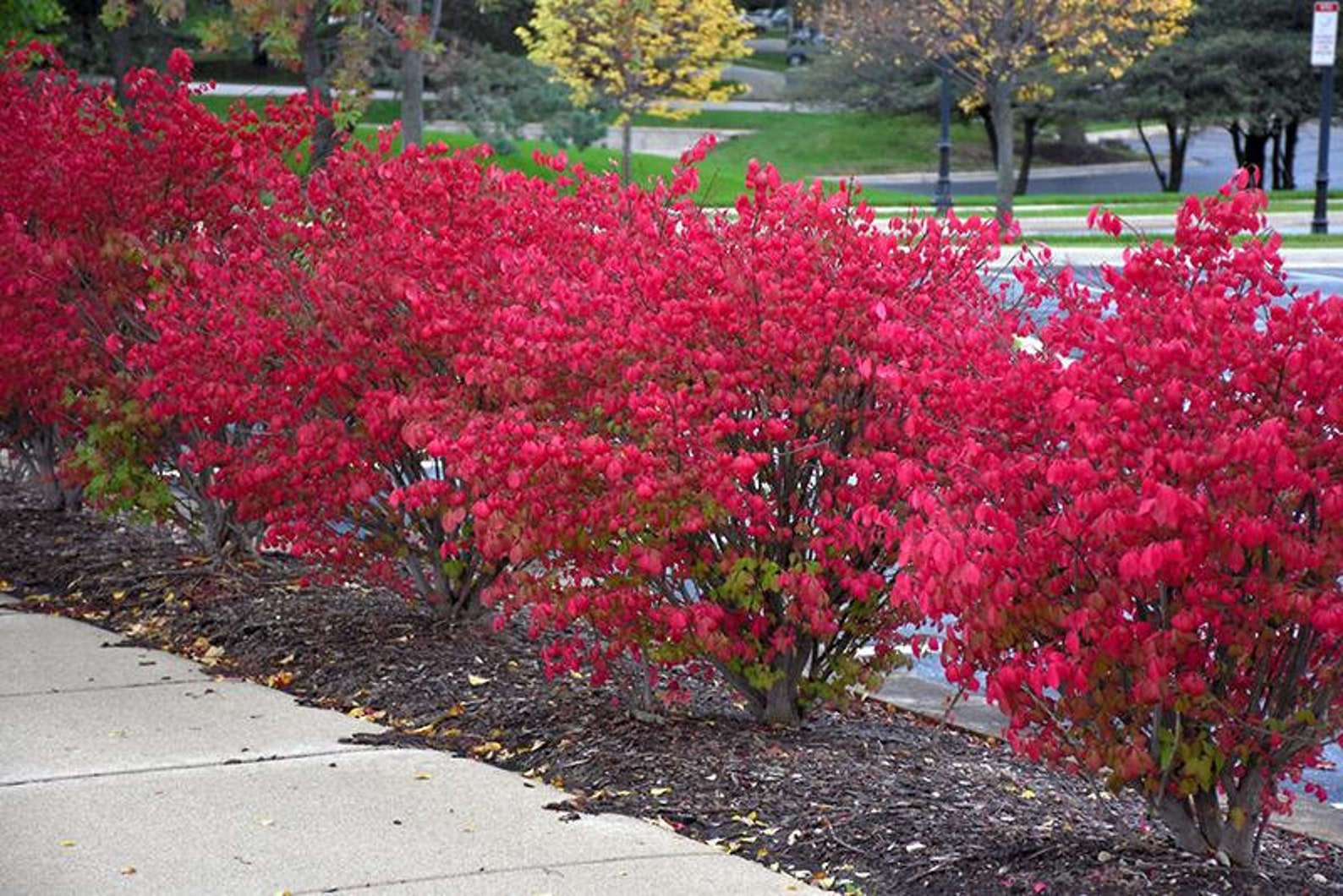 Dwarf Burning Bush Euonymus Alatus Plant 4 Pot | Etsy
