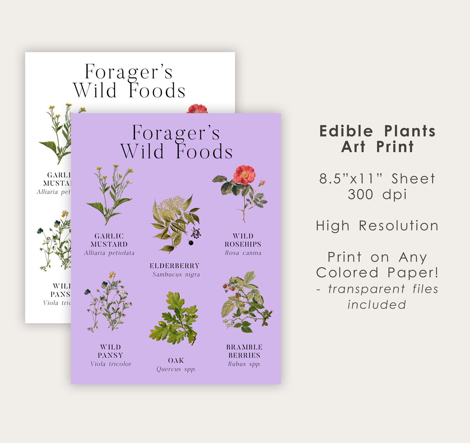 Printable Illustrated Herbal Poster Forager's Wild - Etsy