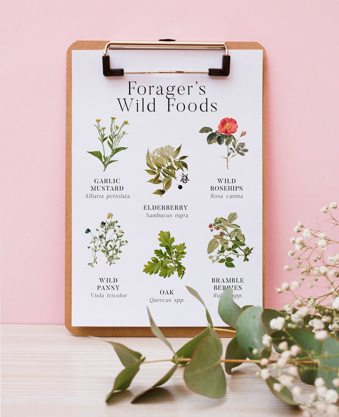 Printable Illustrated Herbal Poster Forager's Wild - Etsy