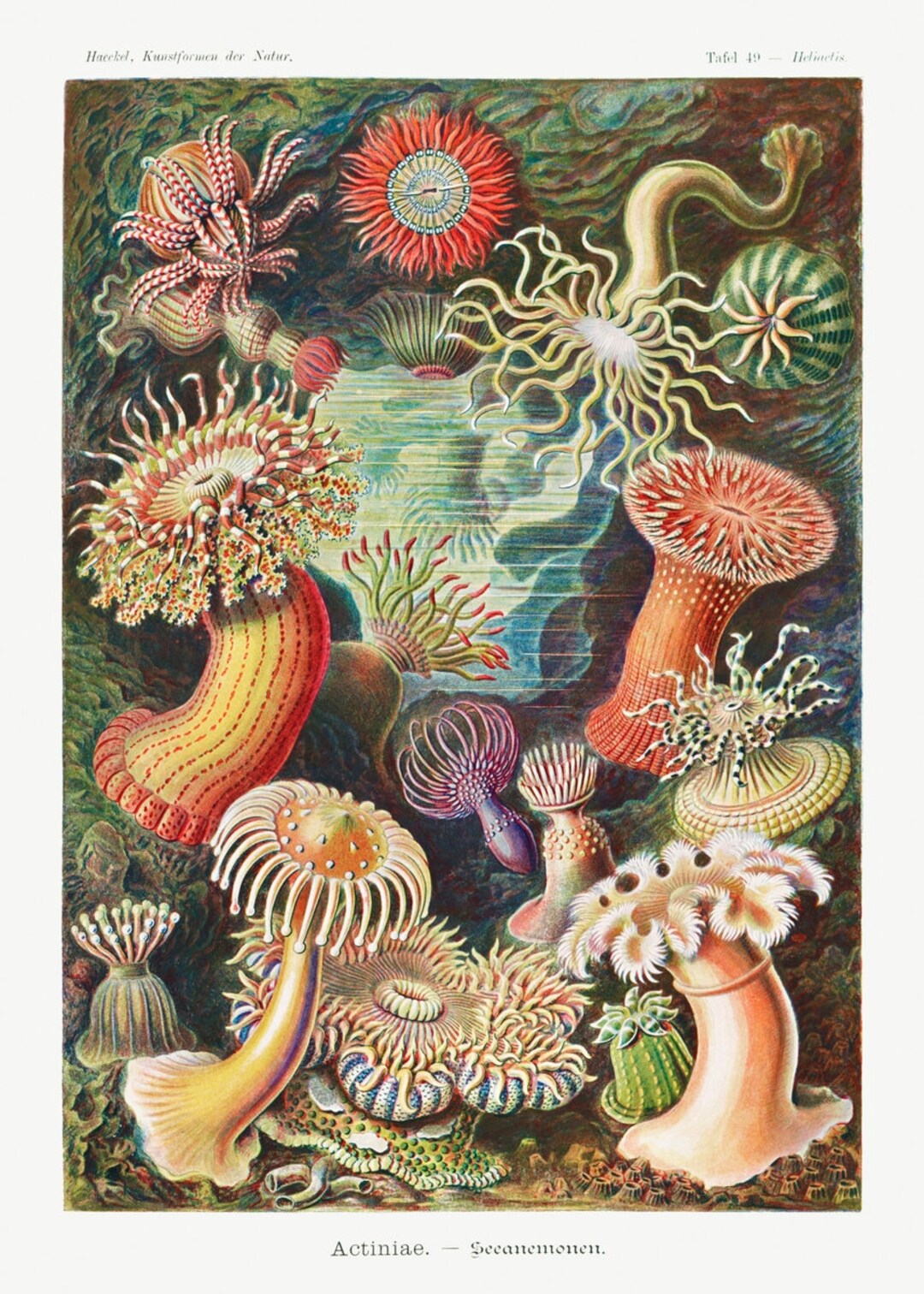 Sea Plants and Creatures DIY Diamond Painting Kit, Full Square and ...