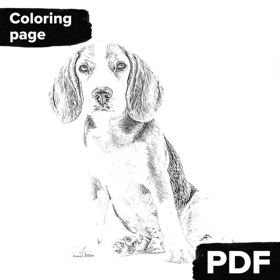 Beagle Coloring Page Dog Adult Coloring Page Realistic for | Etsy