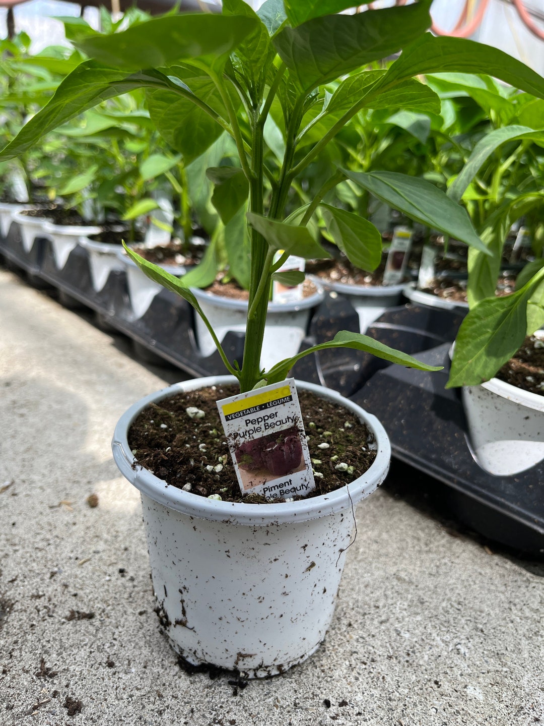 SWEET PEPPER PLANTS Variety Pack 4 Assorted Pepper Plants - Etsy