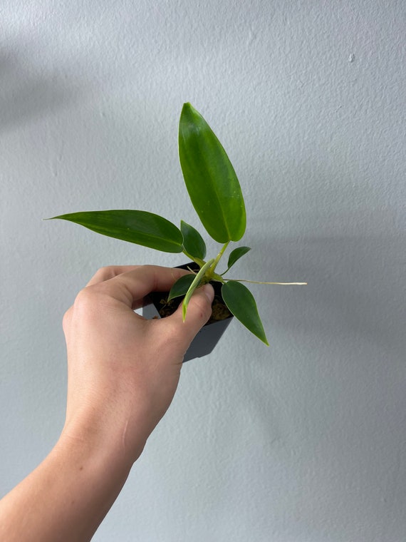 Philodendron 68696 | Etsy