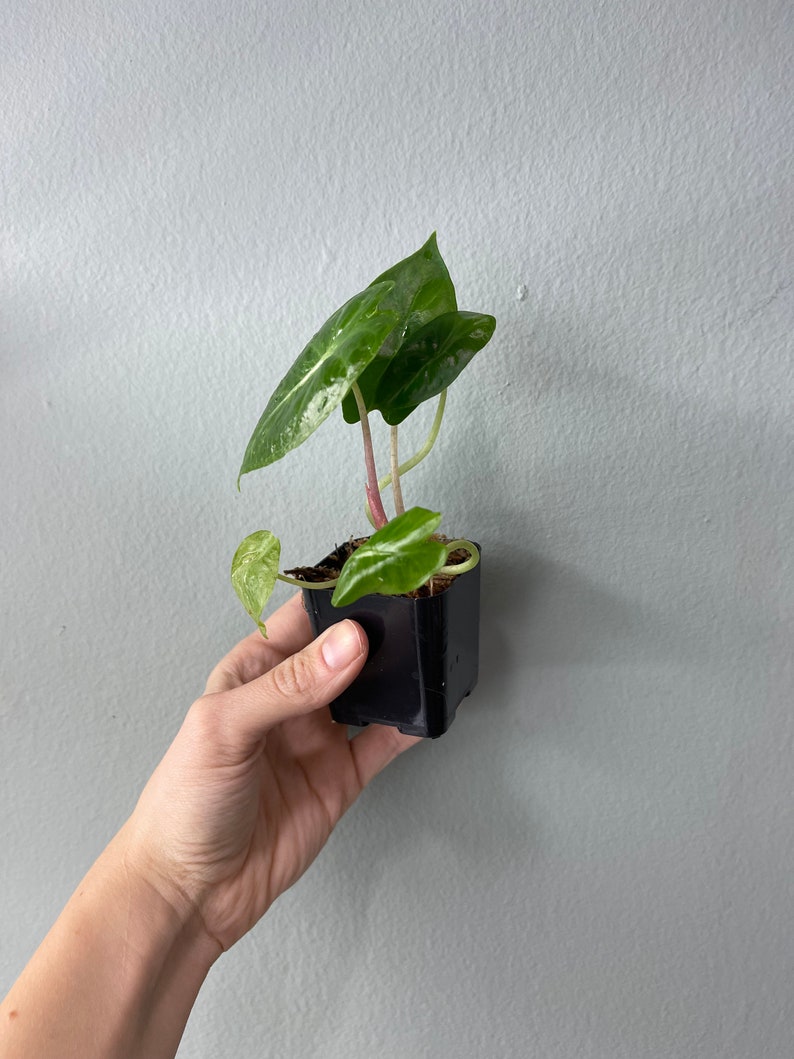 Alocasia Morocco pink Dragon X Polly | Etsy