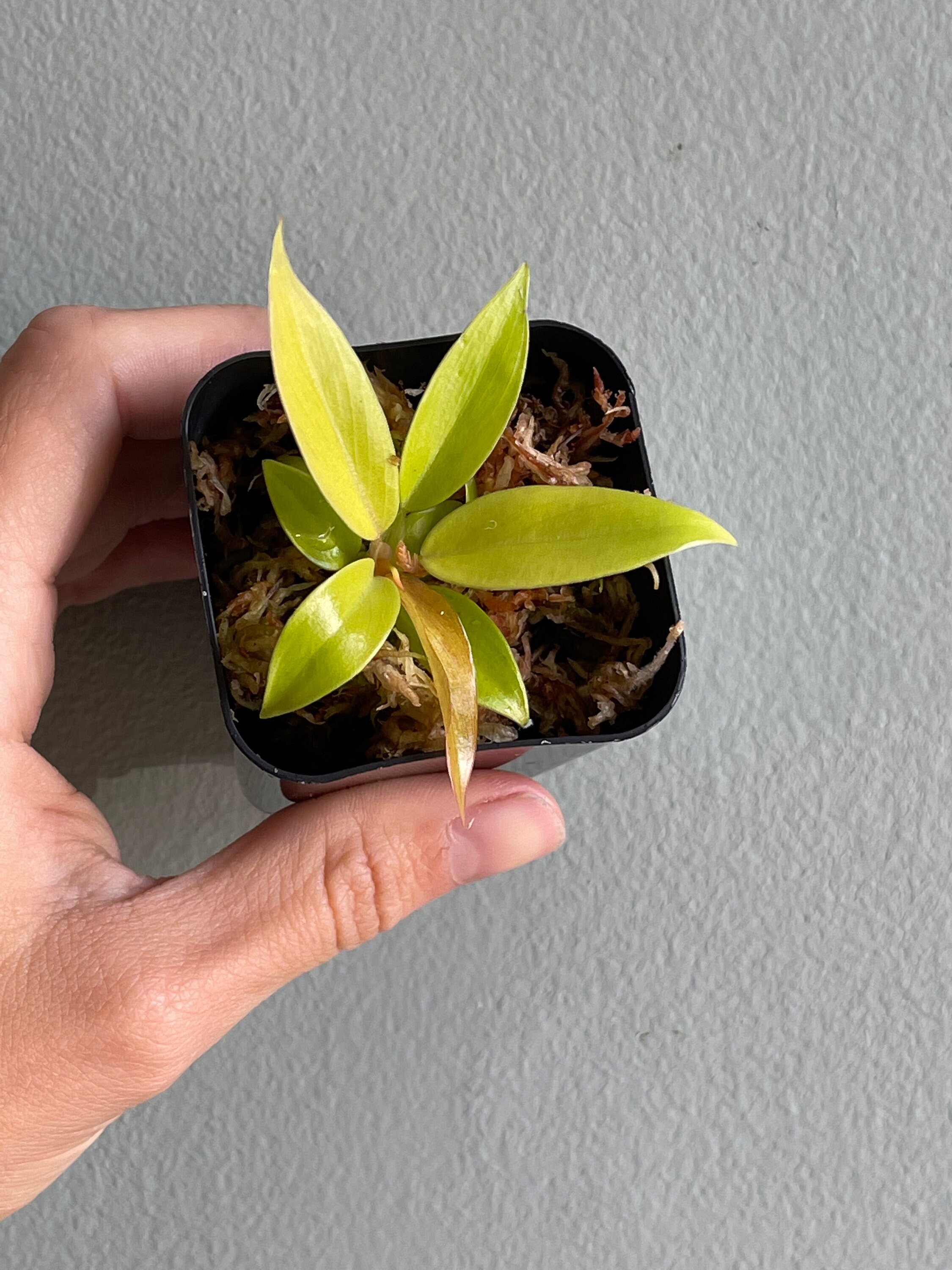 Philodendron Ring of Fire Gold - Etsy