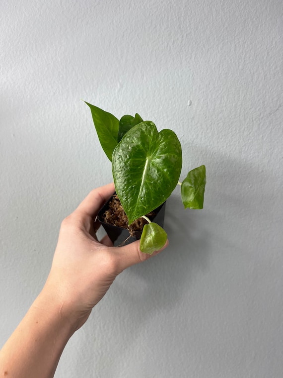 Alocasia Morocco pink Dragon X Polly | Etsy