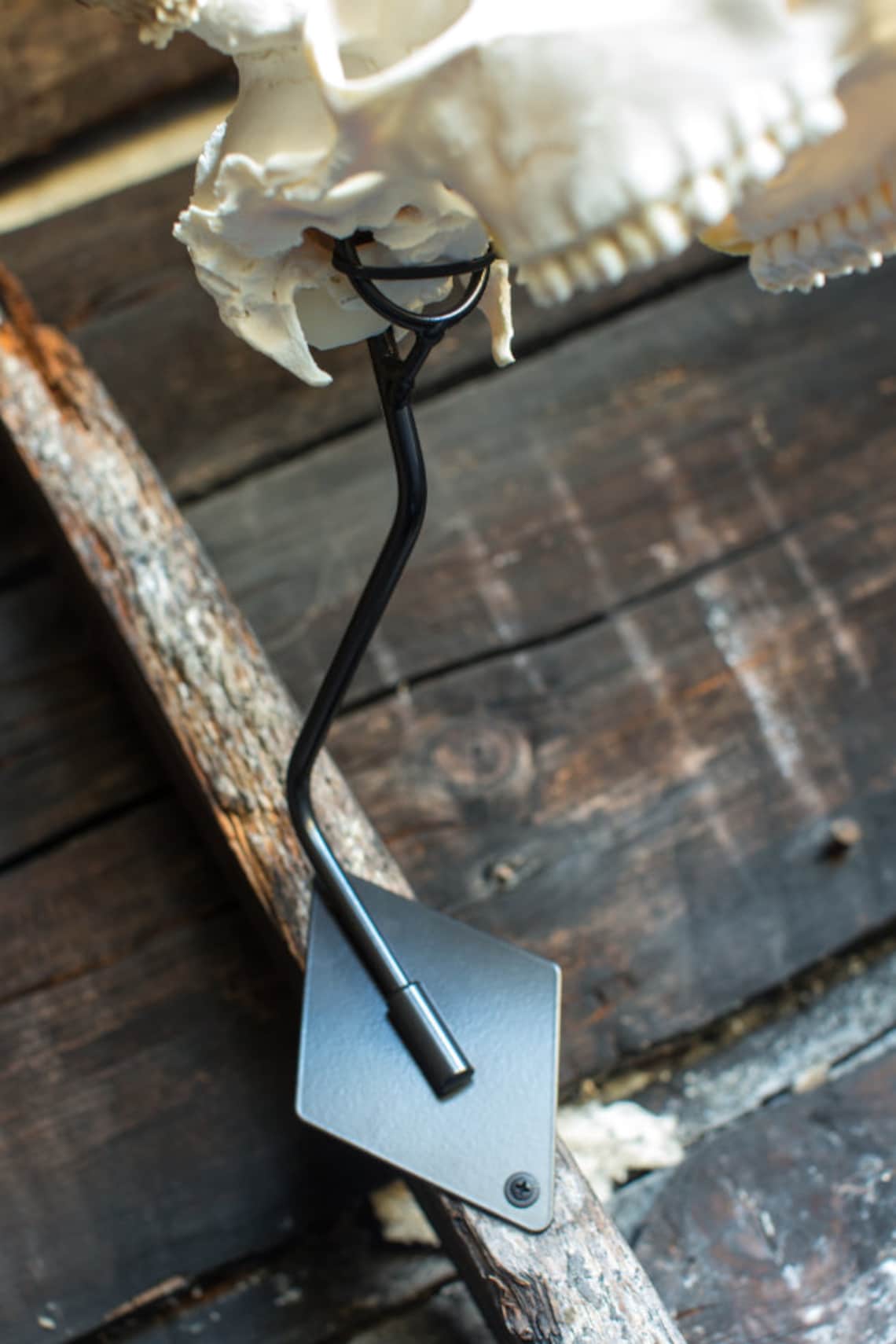 Rack-it Bracket: Texas / European Skull Mount Taxidermy Bracket Made in ...