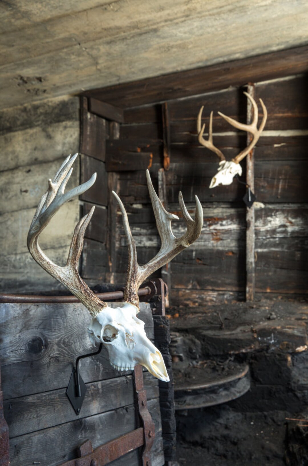 Rack-it Bracket: Texas / European Skull Mount Taxidermy Bracket Made in ...