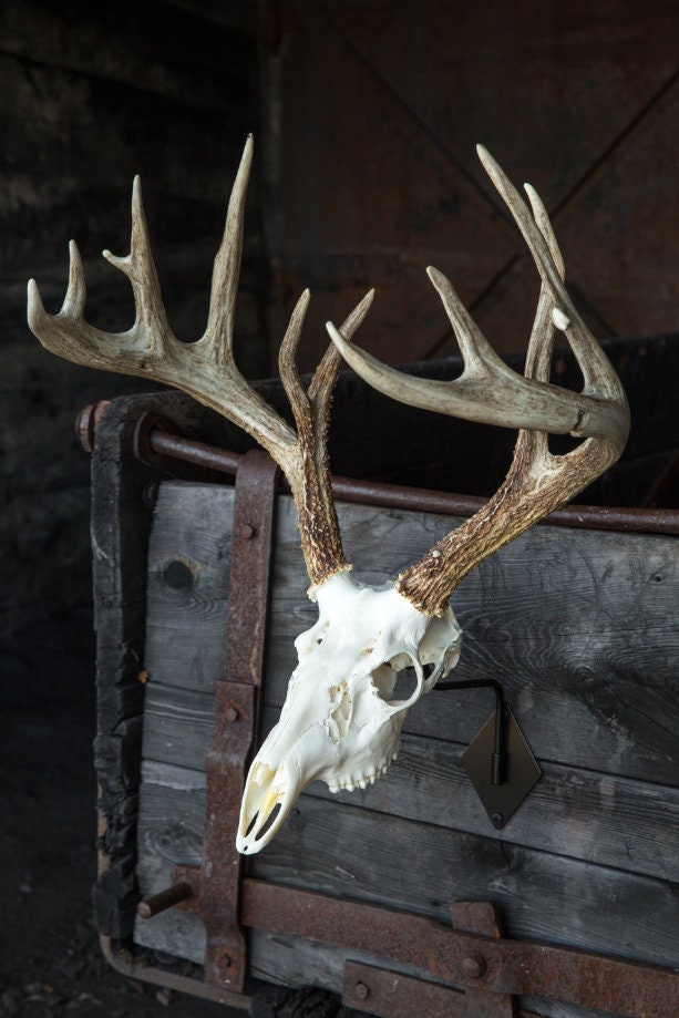 Rack-it Bracket: Texas / European Skull Mount Taxidermy Bracket Made in ...