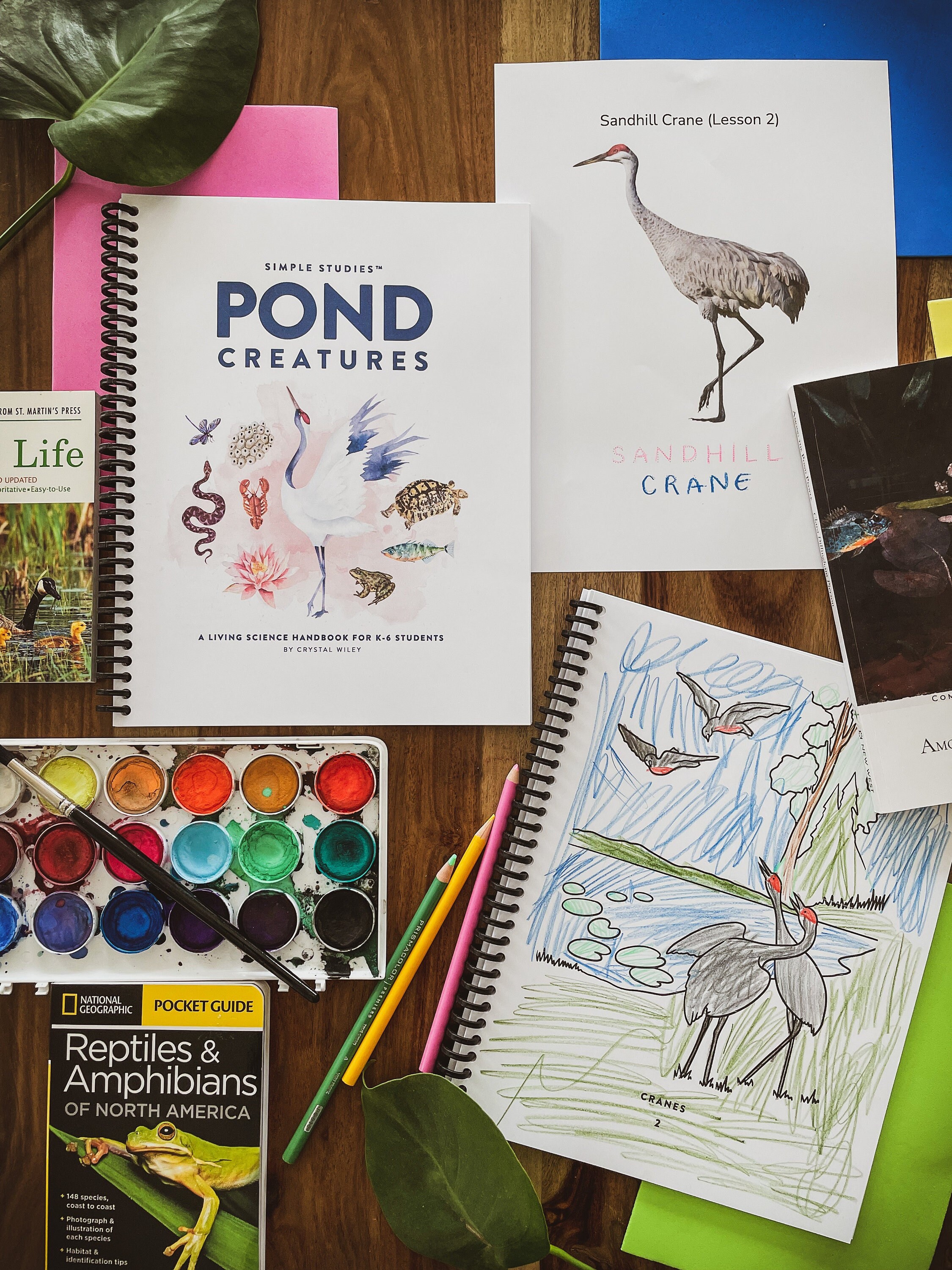 Simple Studies: Pond Creatures - Etsy