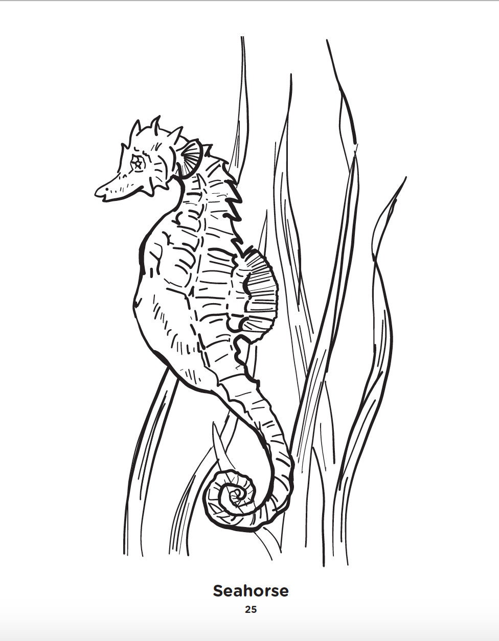 Simple Studies: Learning Seashore Animals With Thornton Burgess - Etsy