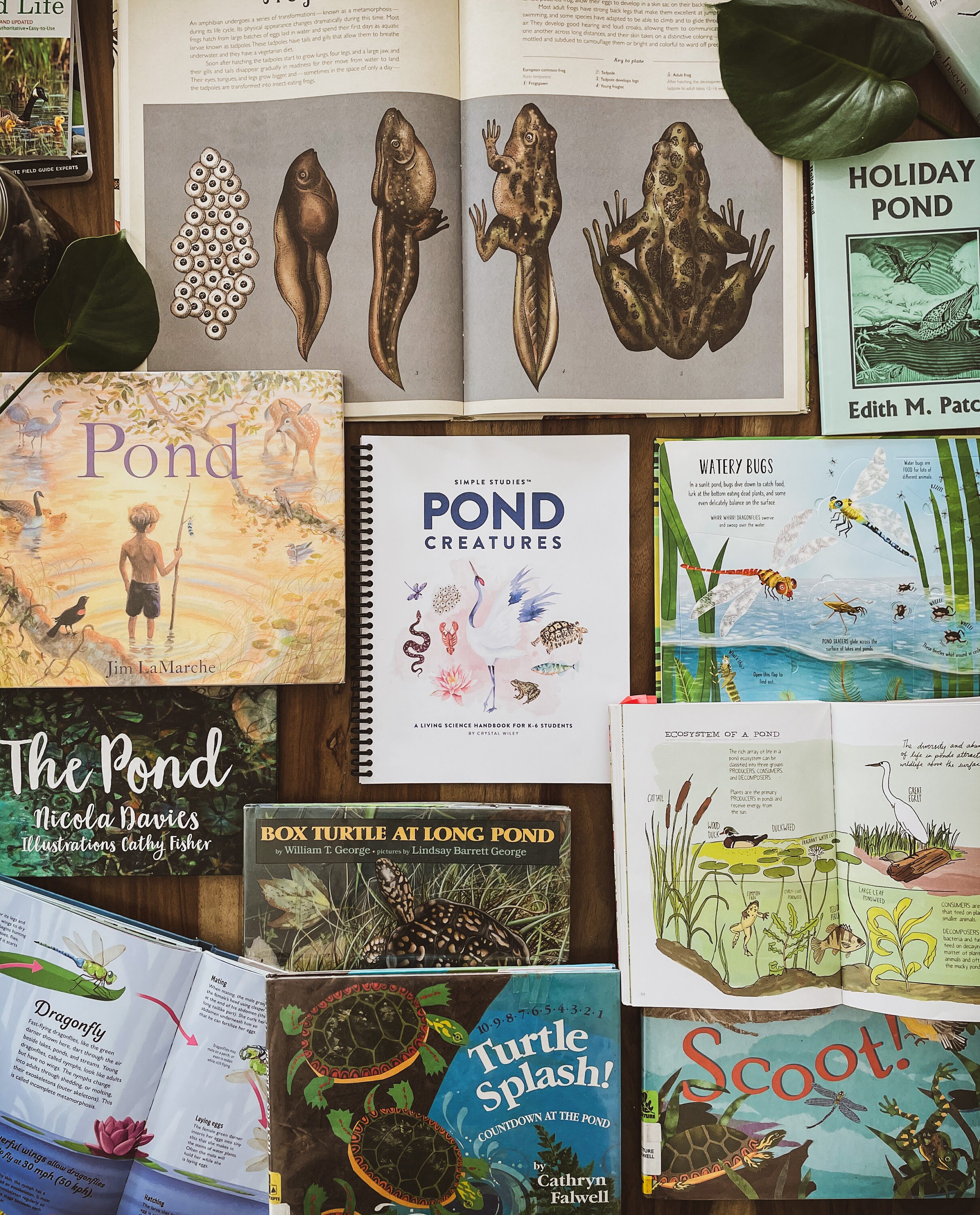 Simple Studies: Pond Creatures - Etsy