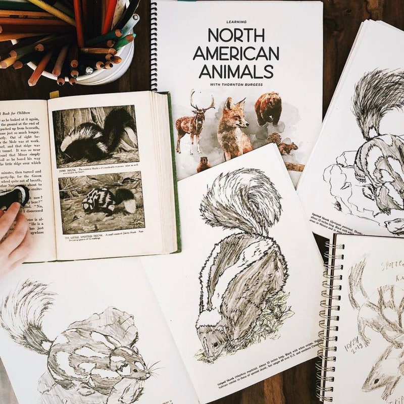 Animal Study - Etsy