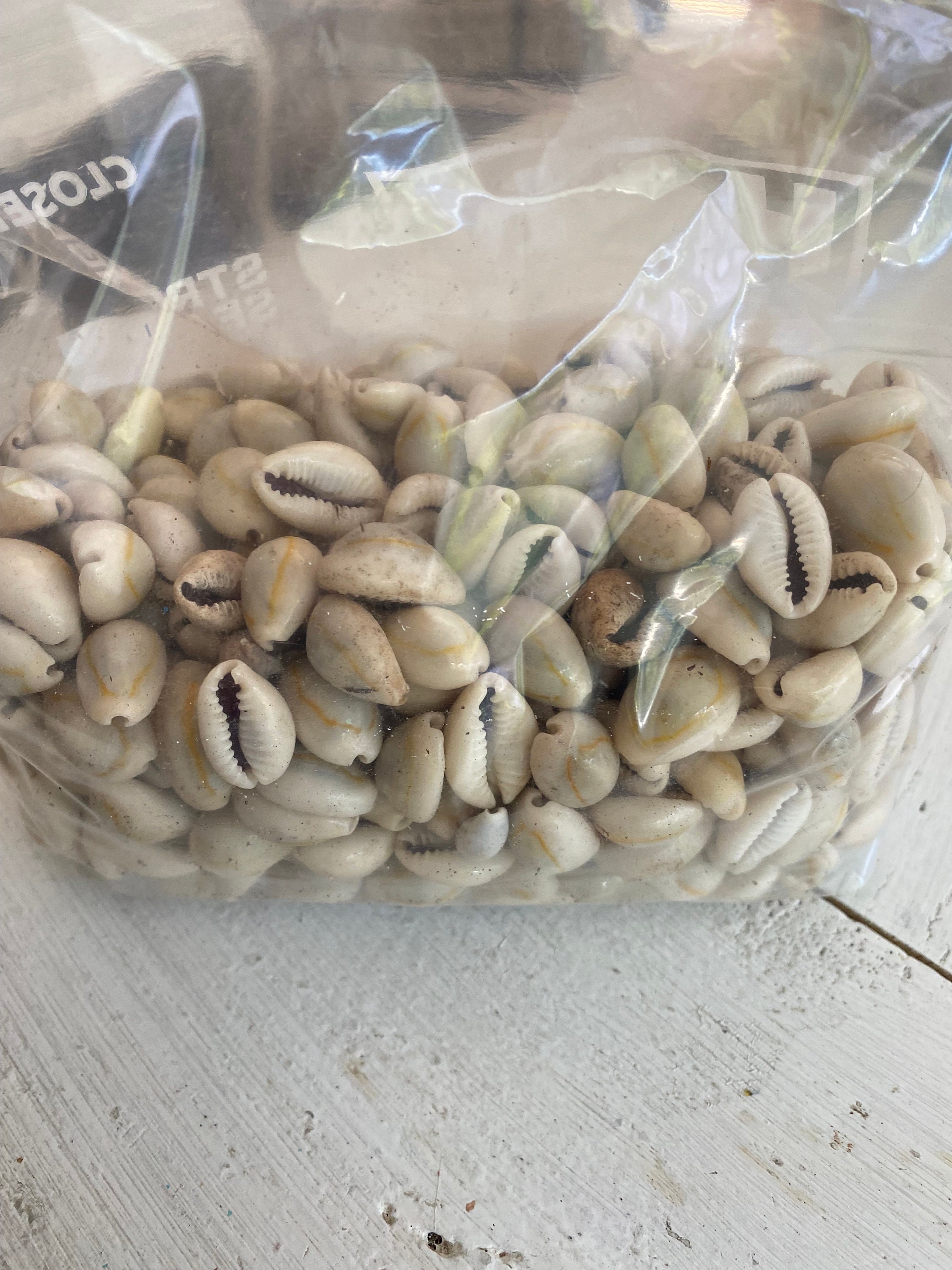 Vintage Estate Gold Ring Cowrie Sea Shells 3lbs - Etsy