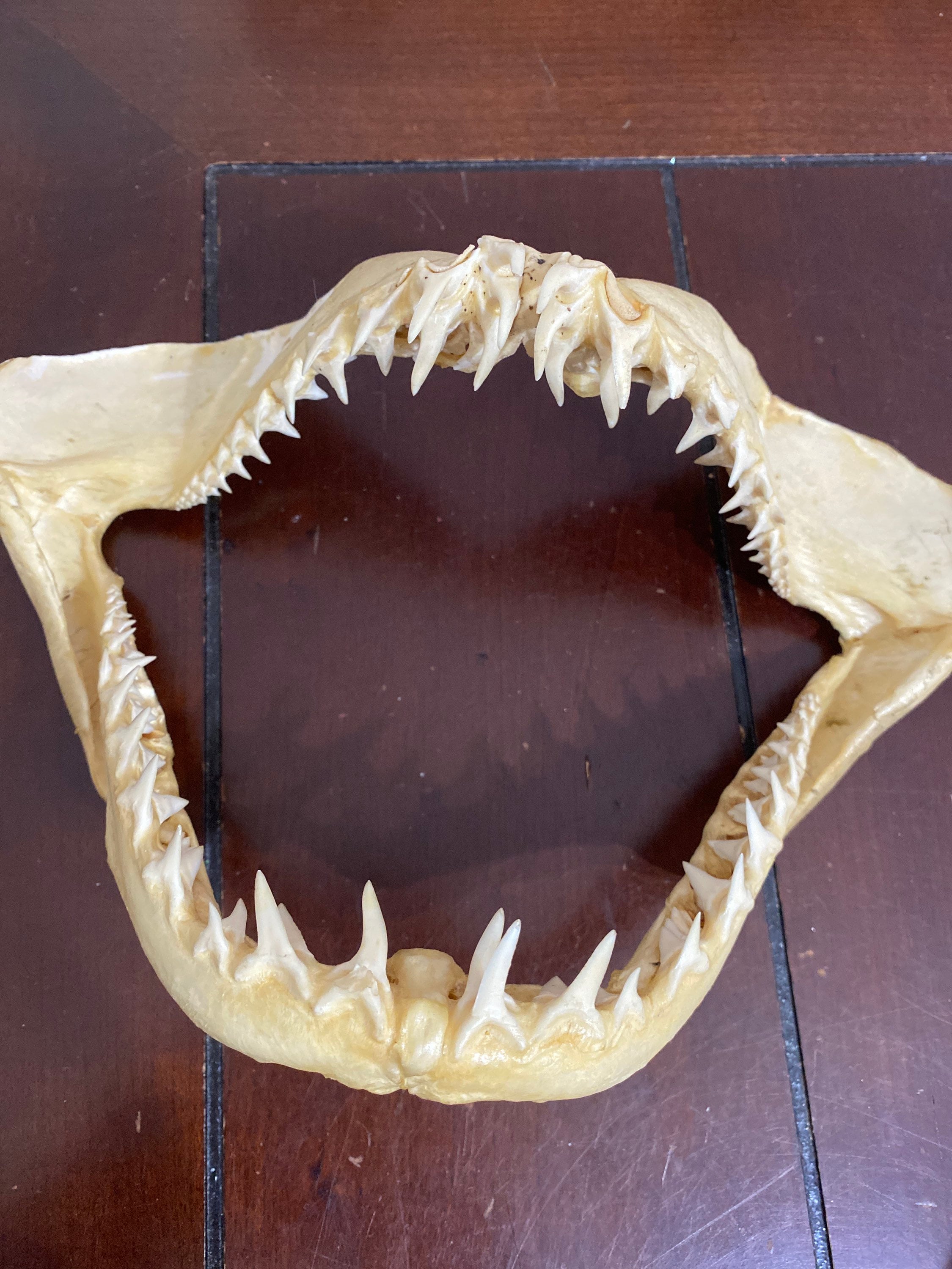 Thresher Shark Jaws