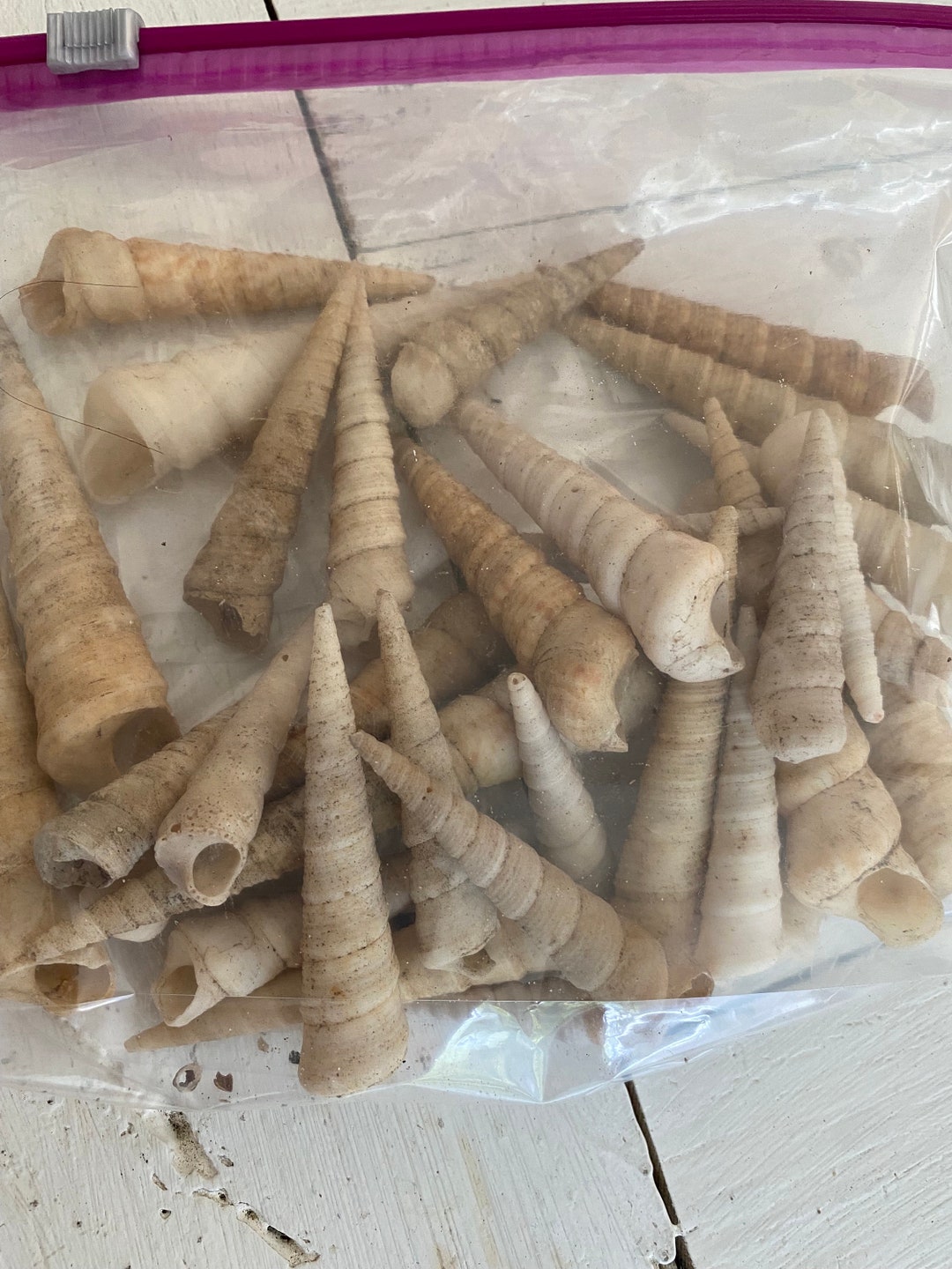 Vintage Auger Screw Sea Shells Lot - Etsy