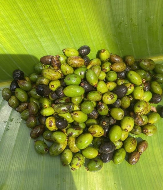 Bayas Nativas Americanas Imágenes De Bayas Venenosas Libres De