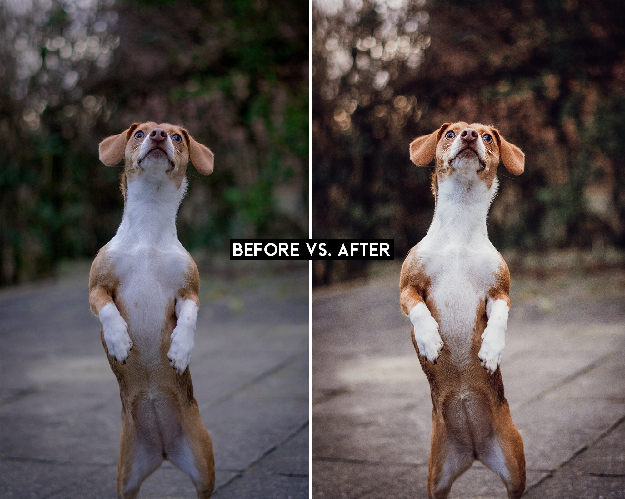 30 Dog Presets Cats and Animals Preset Lightroom Mobile & - Etsy Australia