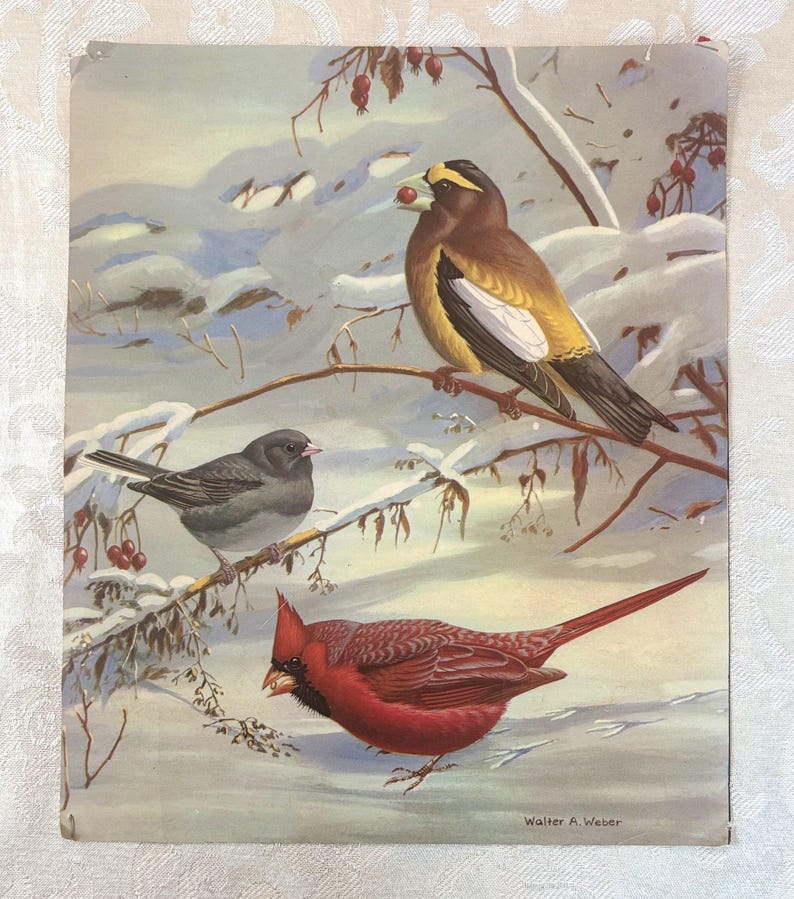 Walter A. Weber Vintage Bird Print 1933 Evening Grosbeak, Slate-colored ...