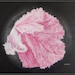 Betta Sakura (pink Betta Fish/cherry Blossoms) - Etsy