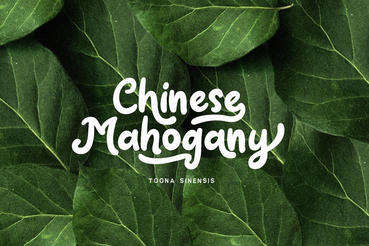 Claytonia - Bold Script, Script, Display, Font, Bold, Casual, Retro, Vintage, Logo, Logotype ...